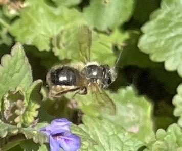 Taurus Mason Bee from Boland Pl, Richmond Heights, MO, US on May 3 ...