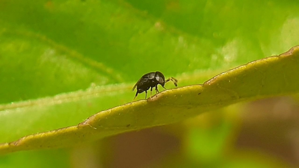 Winged and Once-winged Insects from Kondhwa on May 5, 2023 at 02:26 PM ...