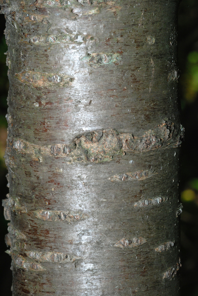 common buckthorn (Rhamnus cathartica) - Botanical Realm