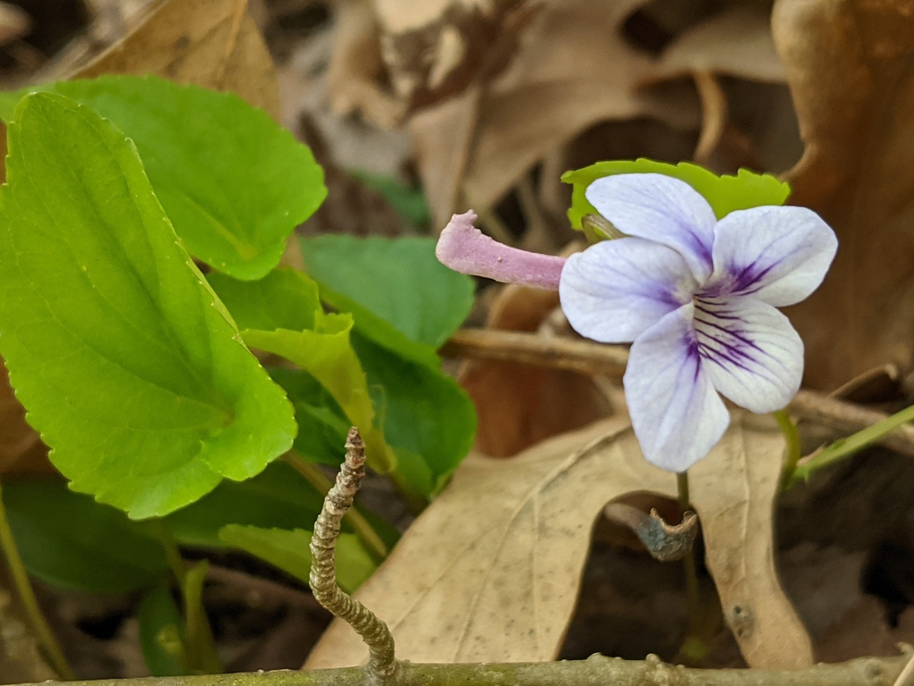 Long-spurred violet from Kosciusko County, IN, USA on May 4, 2023 at 02 ...