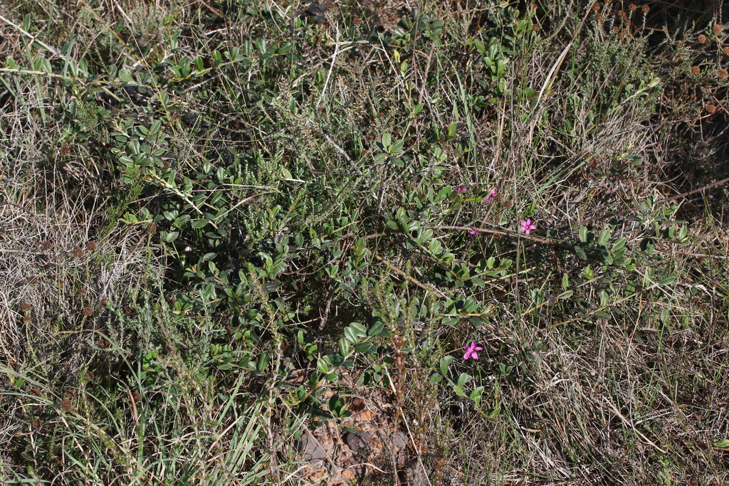 Creeping Capesweetpea from Overberg District Municipality, South Africa ...