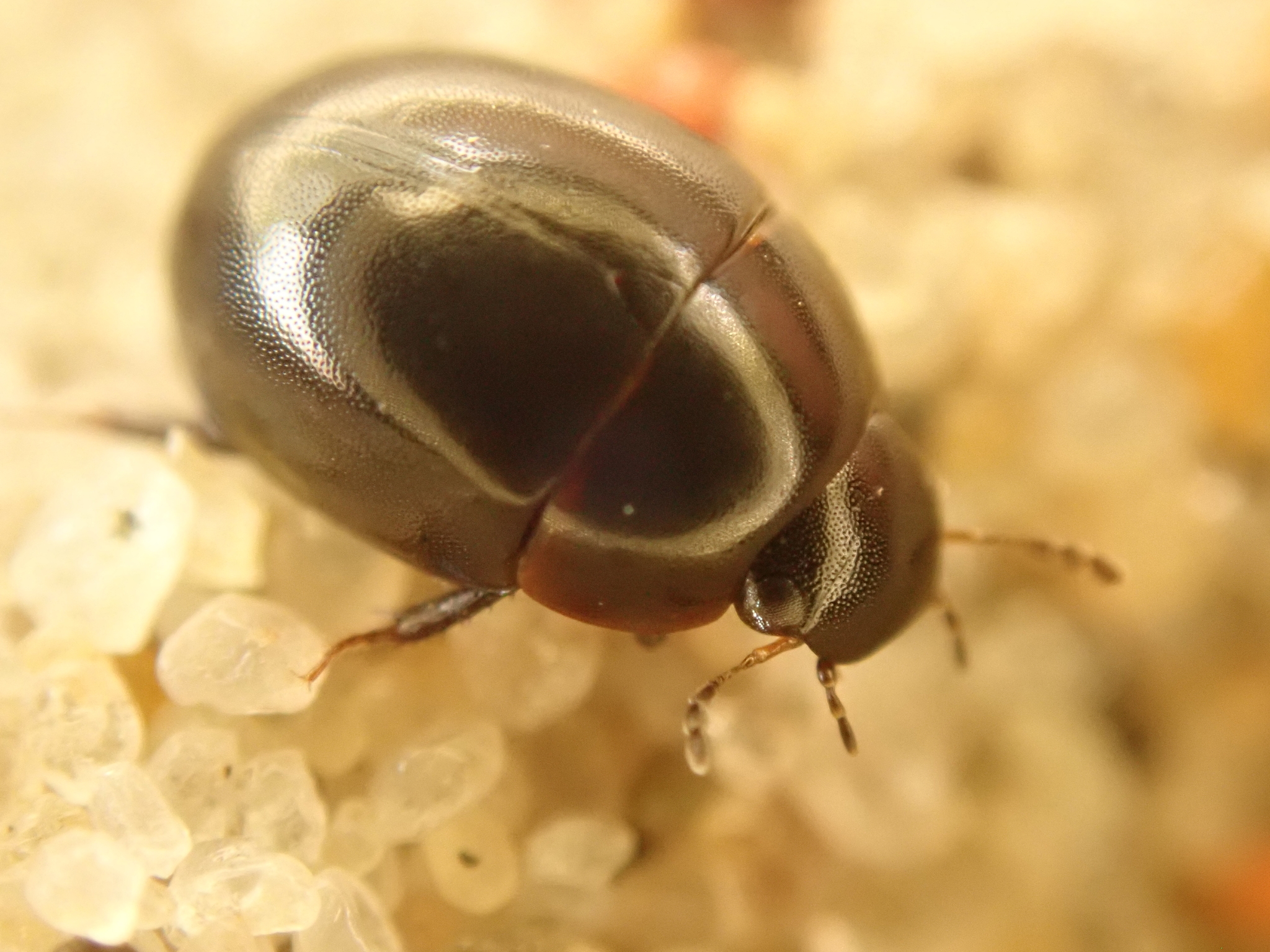 Coelostoma orbiculare (Fabricius, 1775)