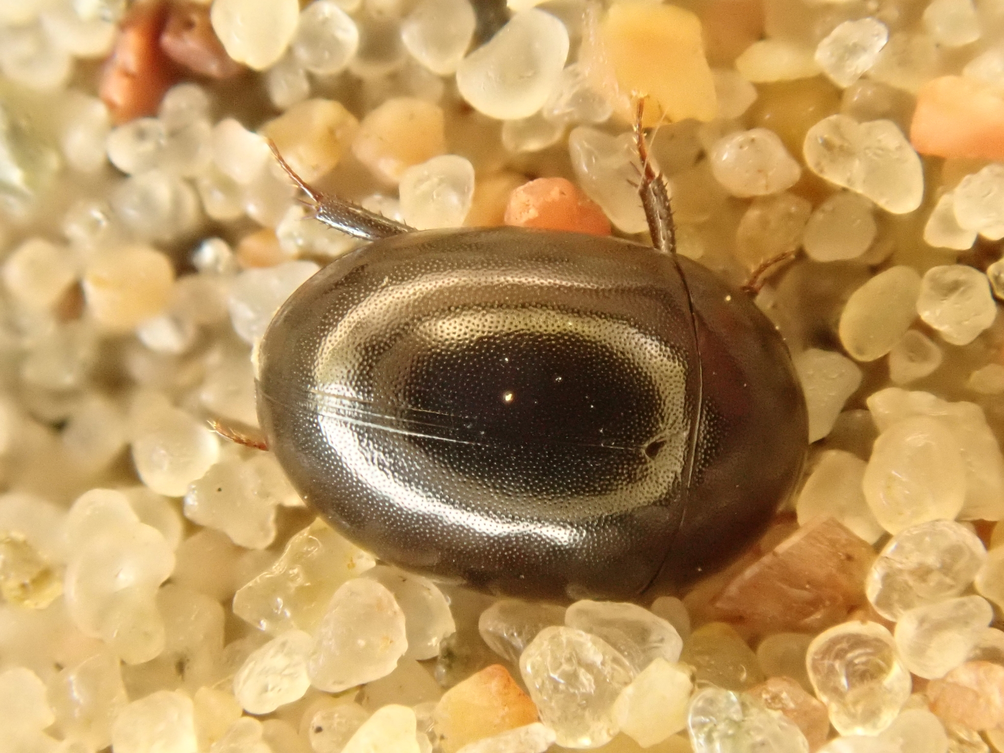 Coelostoma orbiculare (Fabricius, 1775)