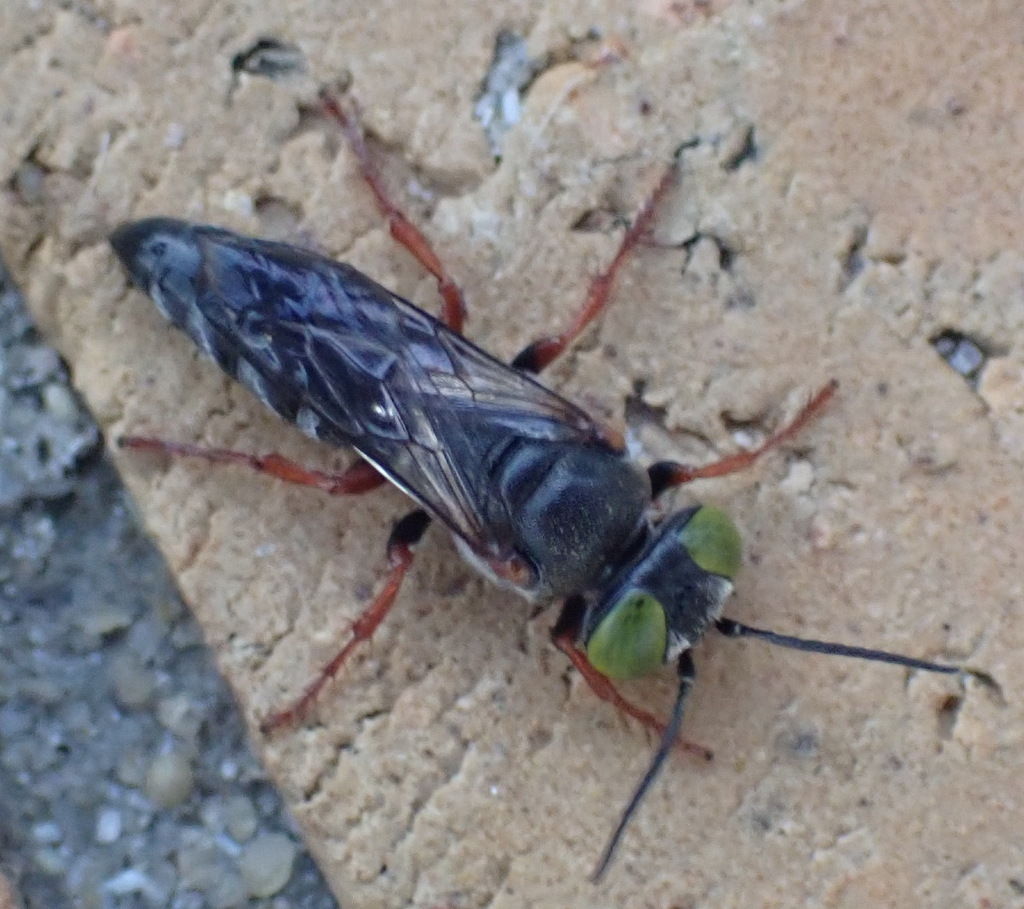 Square-headed Wasps, Sand Wasps, and Allies from High Places ...