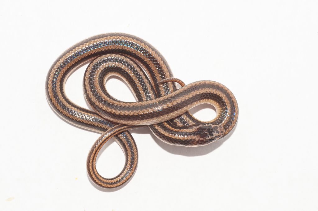 Günther's Island Racer (Herps of Eastern Cuba) · iNaturalist