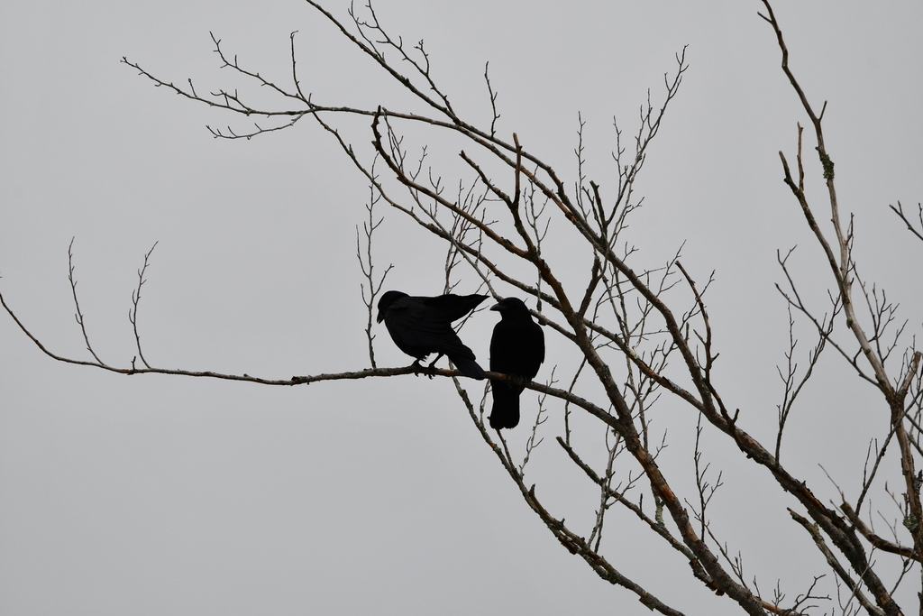 American Crow from Tucker County, WV, USA on May 04, 2023 at 01:31 PM ...