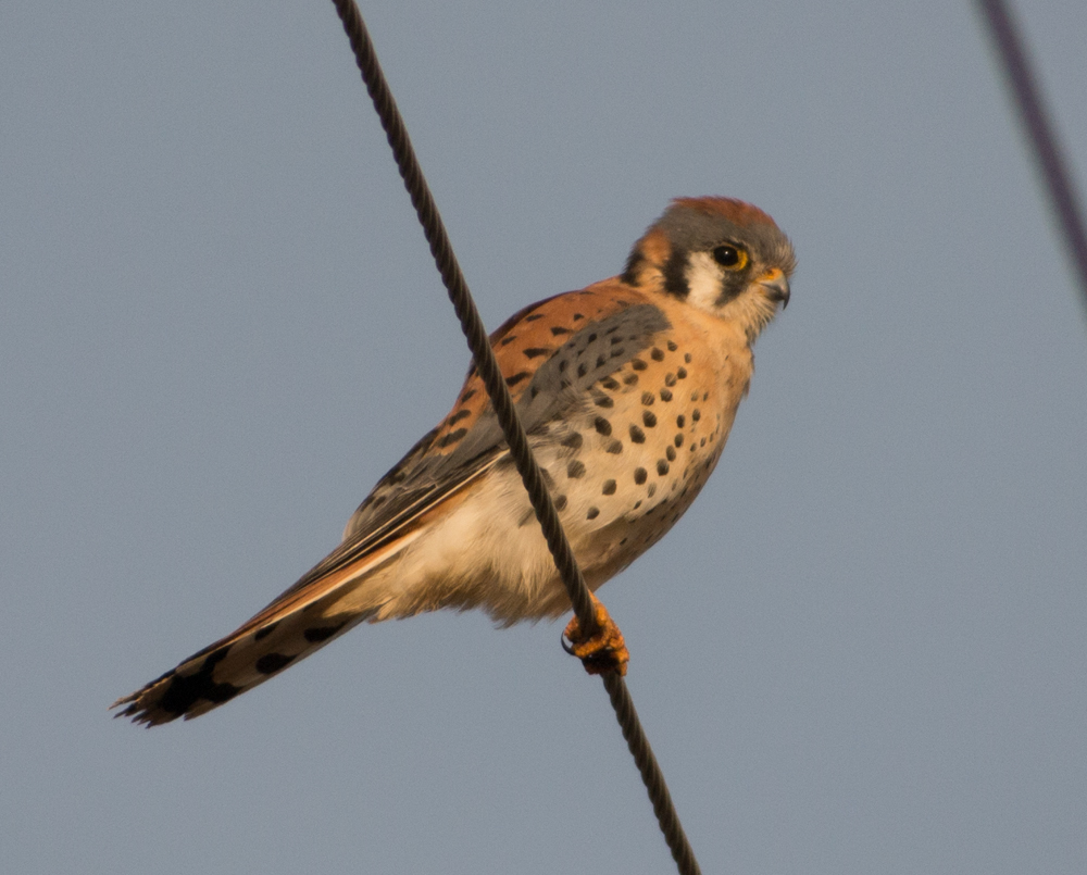 Northern American Kestrel (Northern Alberta) · BioDiversity4All