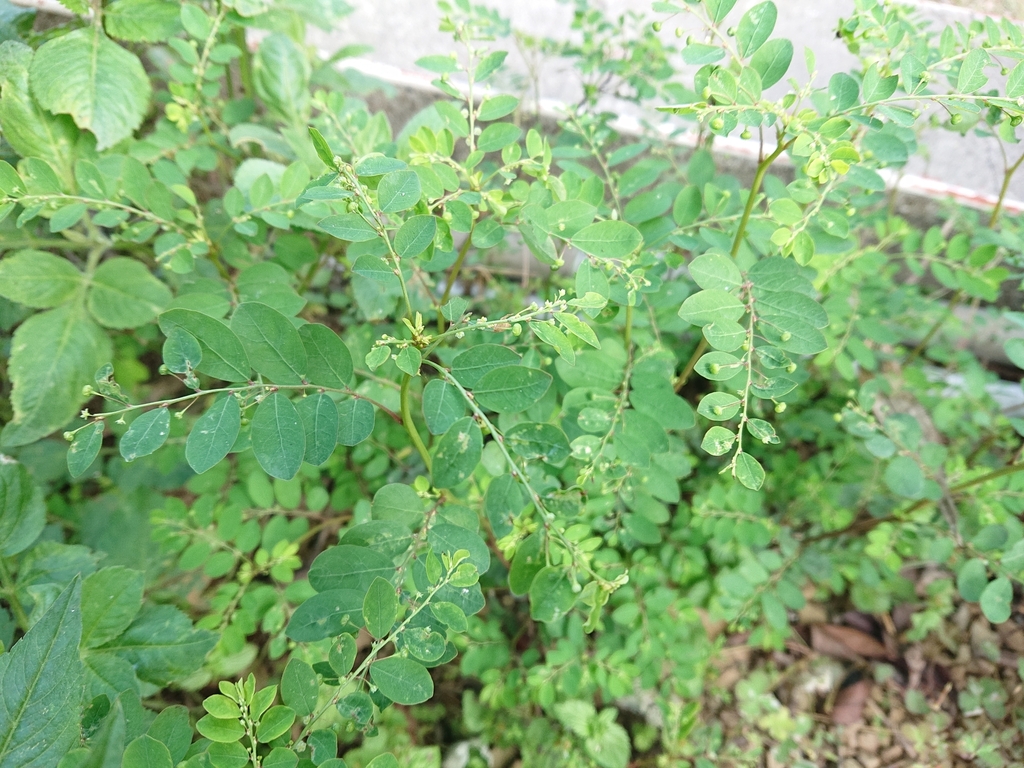 Mascarene Island leaf-flower from 603台灣嘉義縣梅山鄉4 on May 1, 2023 at 08:38 ...