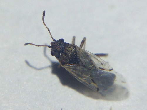 (Nysius raphanus)