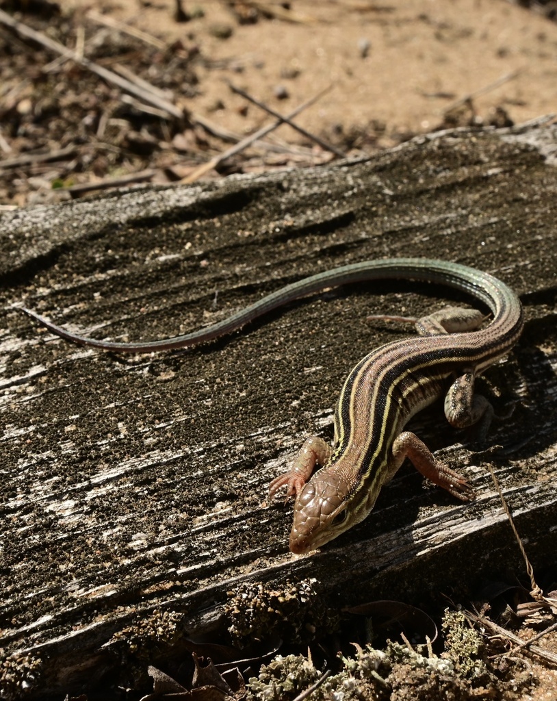 Six-lined Racerunner in May 2023 by geomamba · iNaturalist