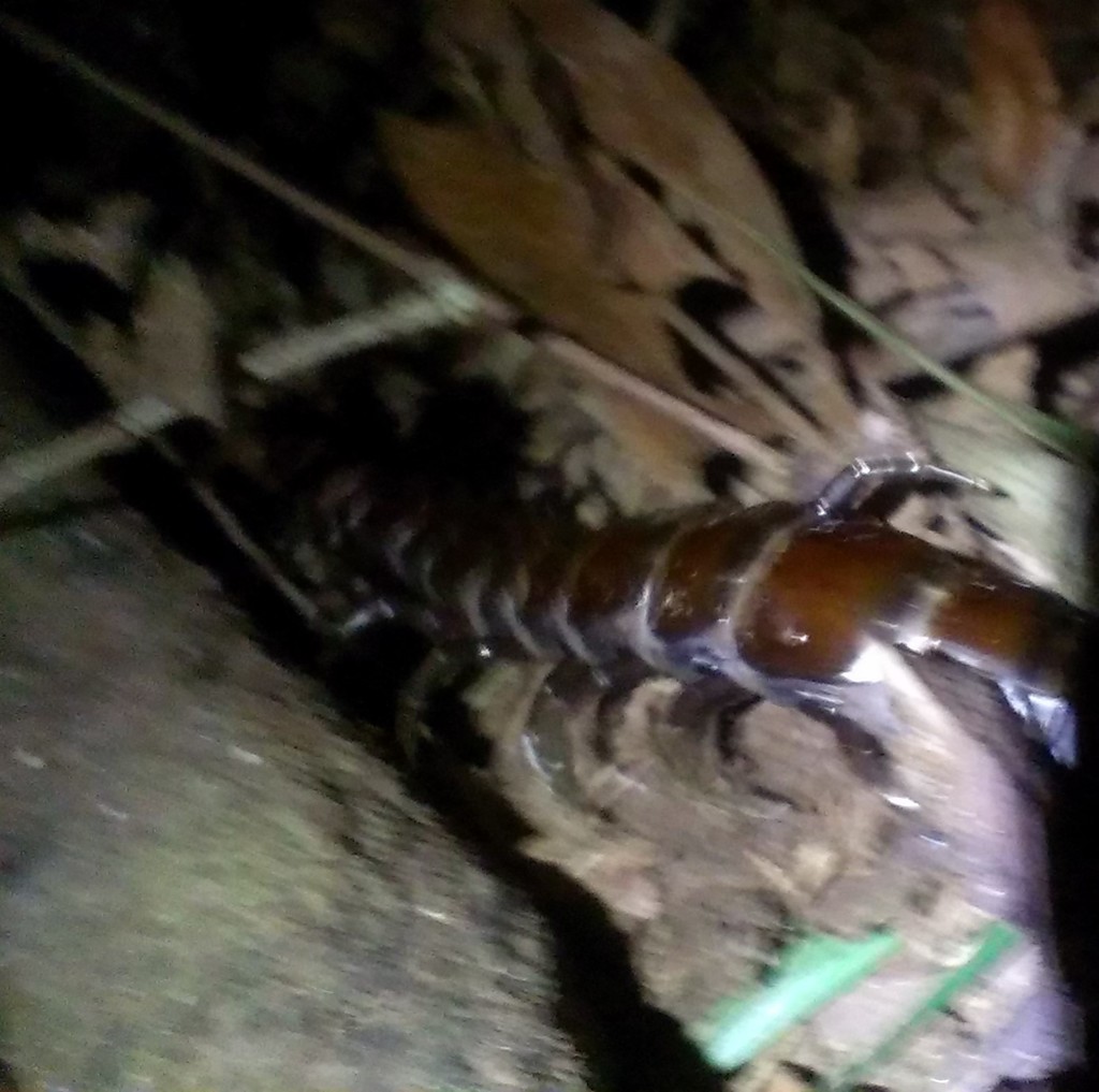 Giant Centipedes in July 2015 by Benjamin K Maples. Gigantic centipede ...