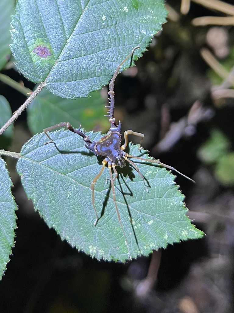 Sadocus asperatus from Maquehue, Padre las Casas, La Araucanía, CL on ...