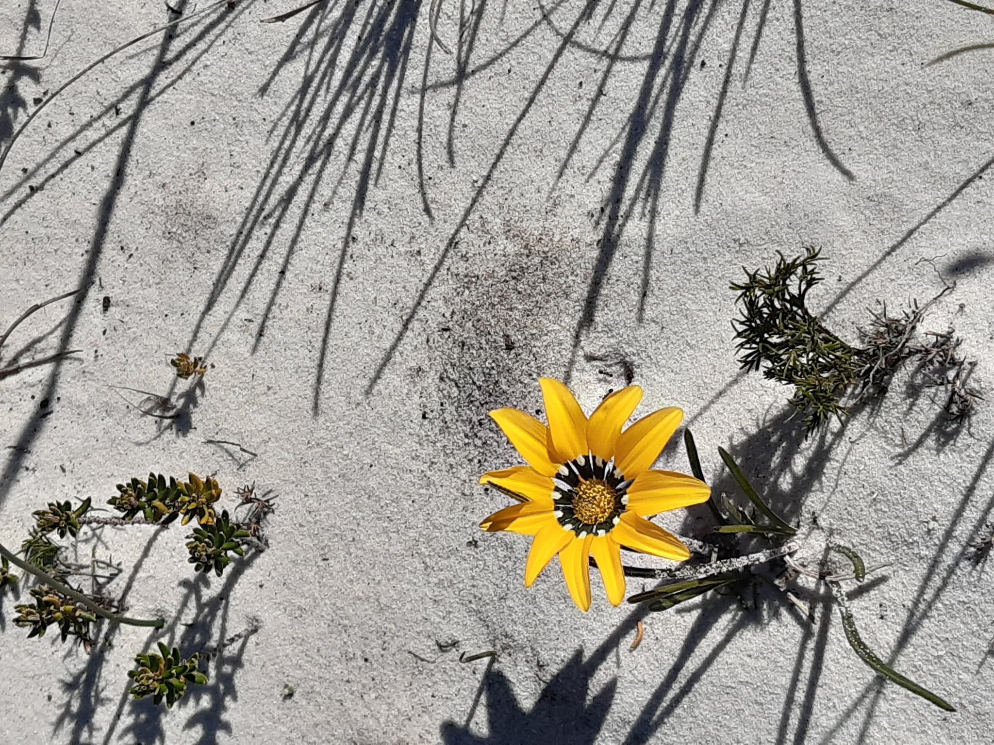 Gazania pectinata (Thunb.) Hartw.