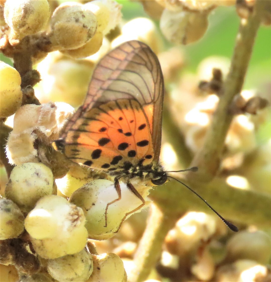 Acraea igola Trimen, 1889