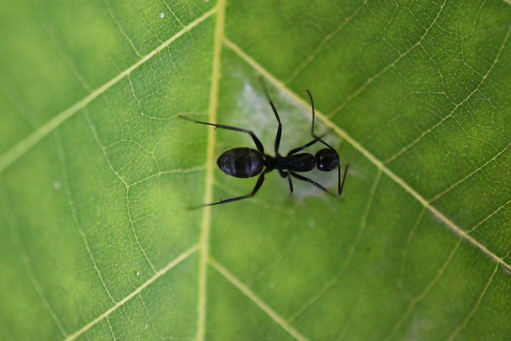 Eastern Black Carpenter Ant from Dekalb County, GA, USA on May 4, 2023 ...