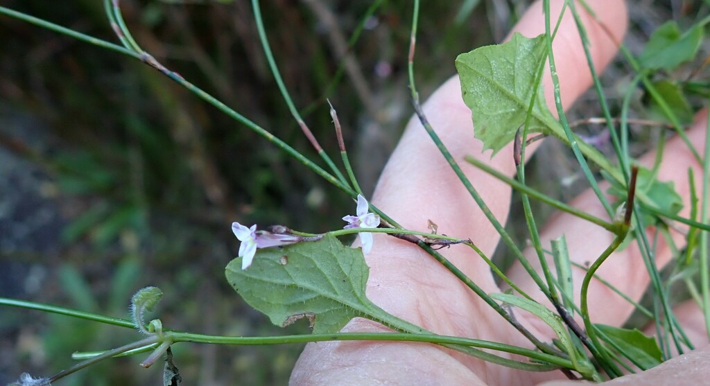 Spoon Lobelia from Groot Swartberg, Goekammakloof, South Cape , South ...