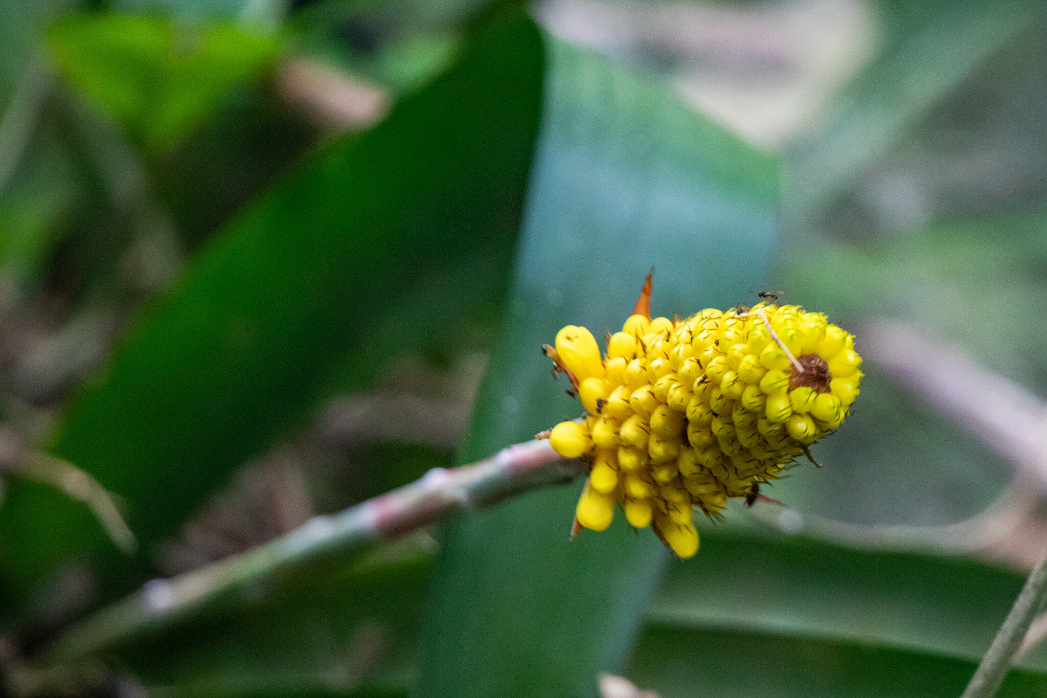 Aechmea calyculata (É.Morren) Baker