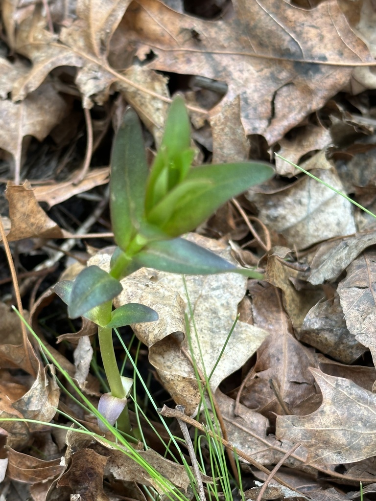 swamp candles in April 2023 by Robert Levy. I know the name but I’m ...