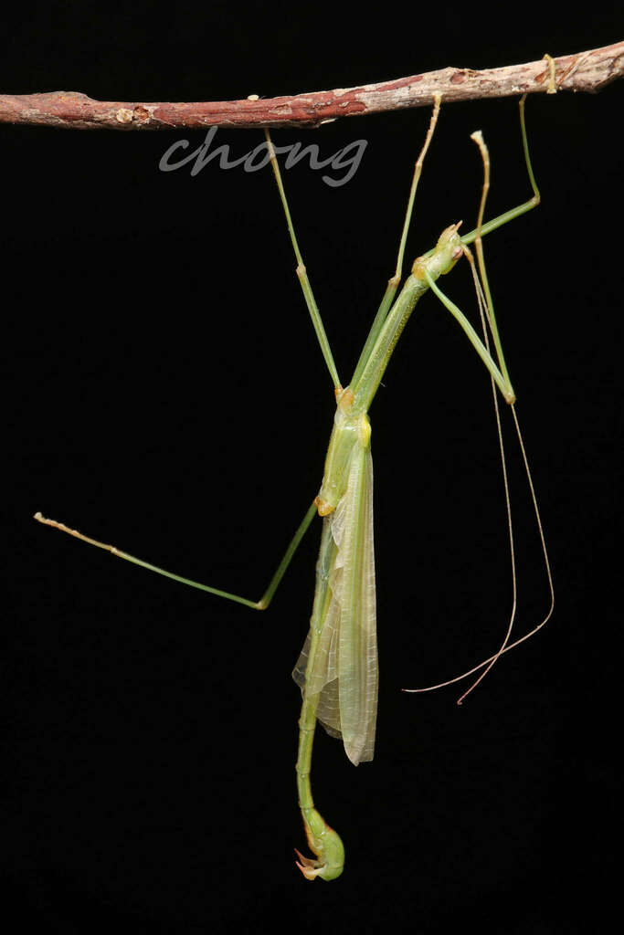Parasinophasma from 中国海南省乐东黎族自治县 on April 6, 2023 at 09:24 PM by 虫虫 ...