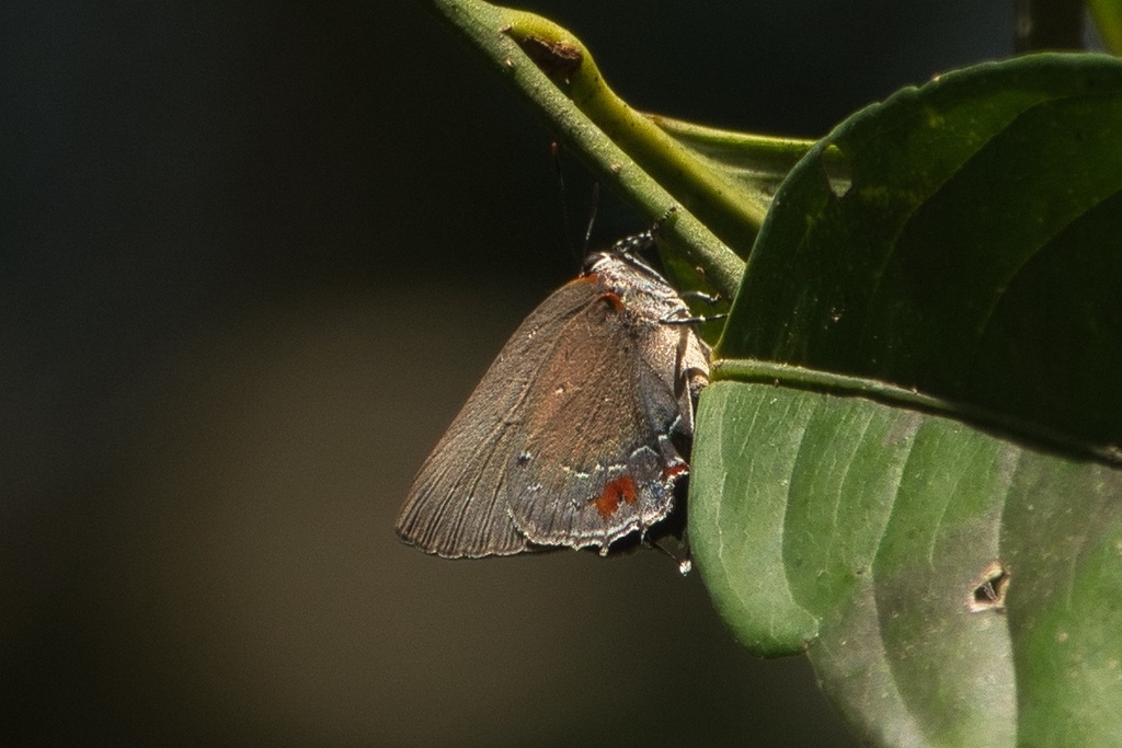 Olynthus from Maripasoula, Tampok 97370, Guyane française on April 23 ...