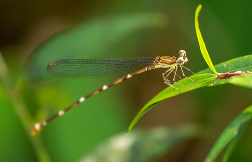Genus Asthenocnemis · iNaturalist