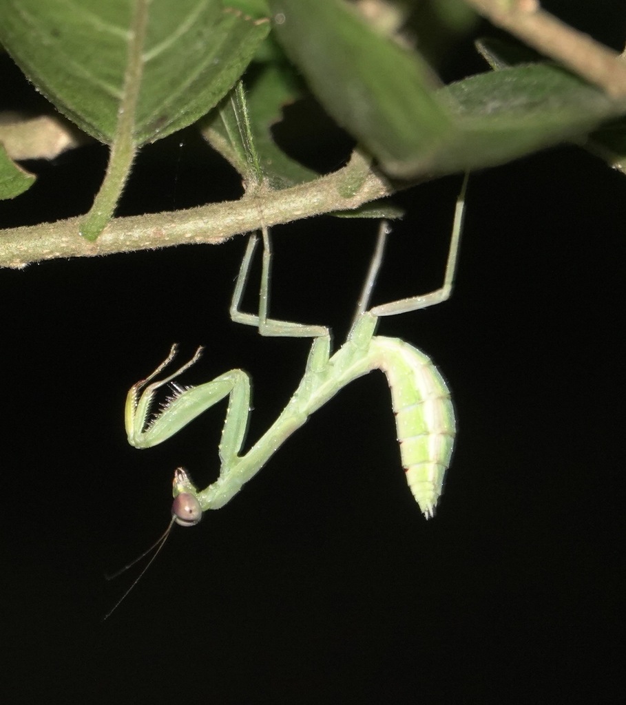Giant Asian Mantises from Brgy. Terogo, Caramoan, Camarines Sur ...