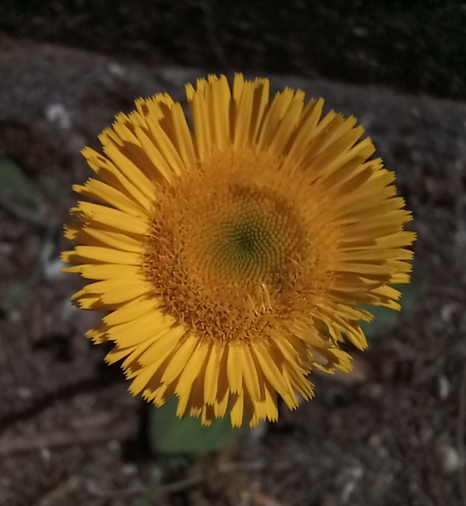 Pulicaria odora from Escola Secundária José Gomes Ferreira on May 05 ...