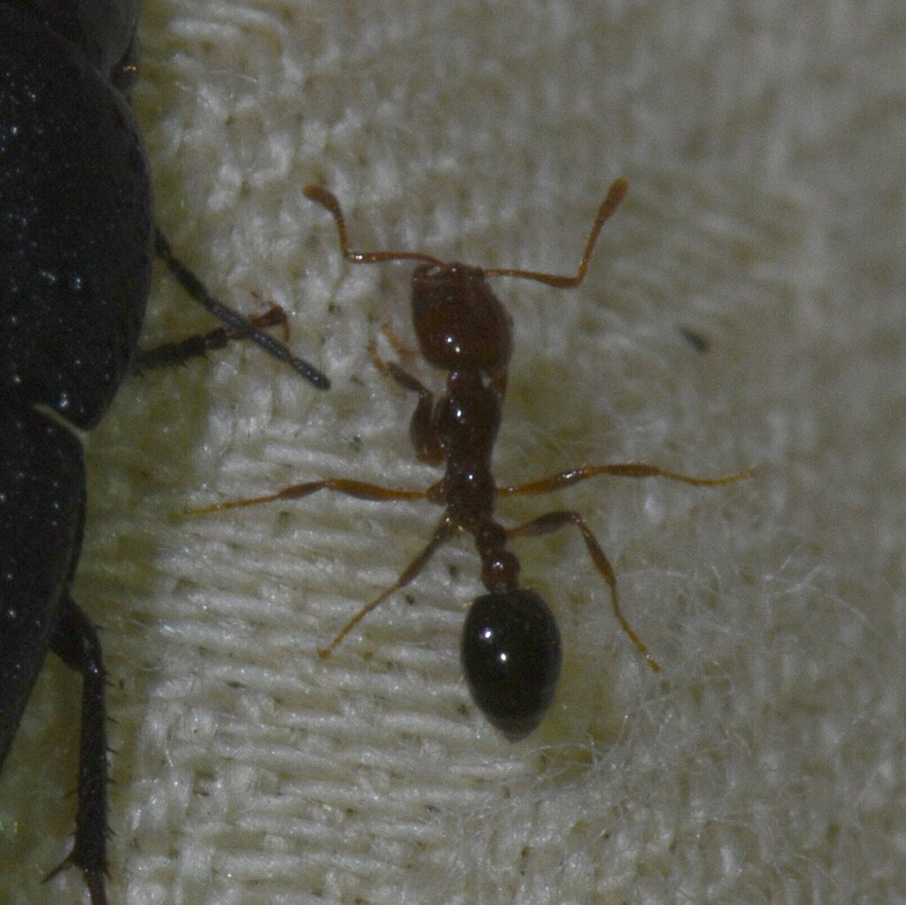 Red Imported Fire Ant from Monroe County, FL, USA on May 1, 2023 at 12: ...