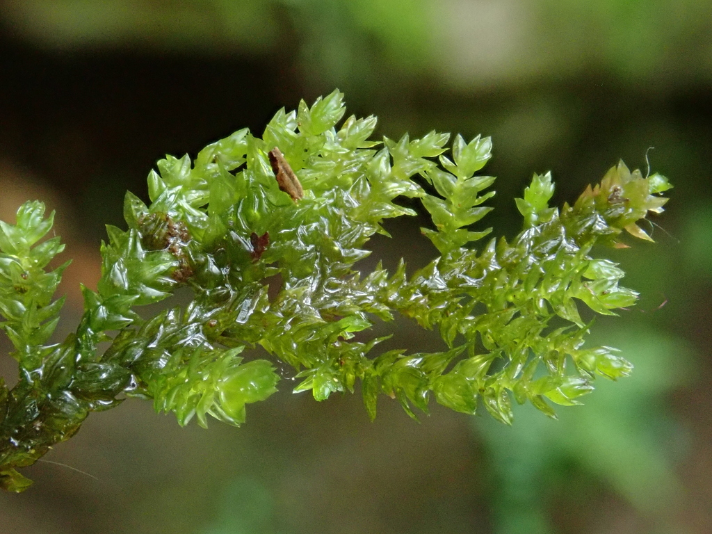 Fox-tail Feather-moss from Weiz, Österreich on May 1, 2023 at 11:06 AM ...