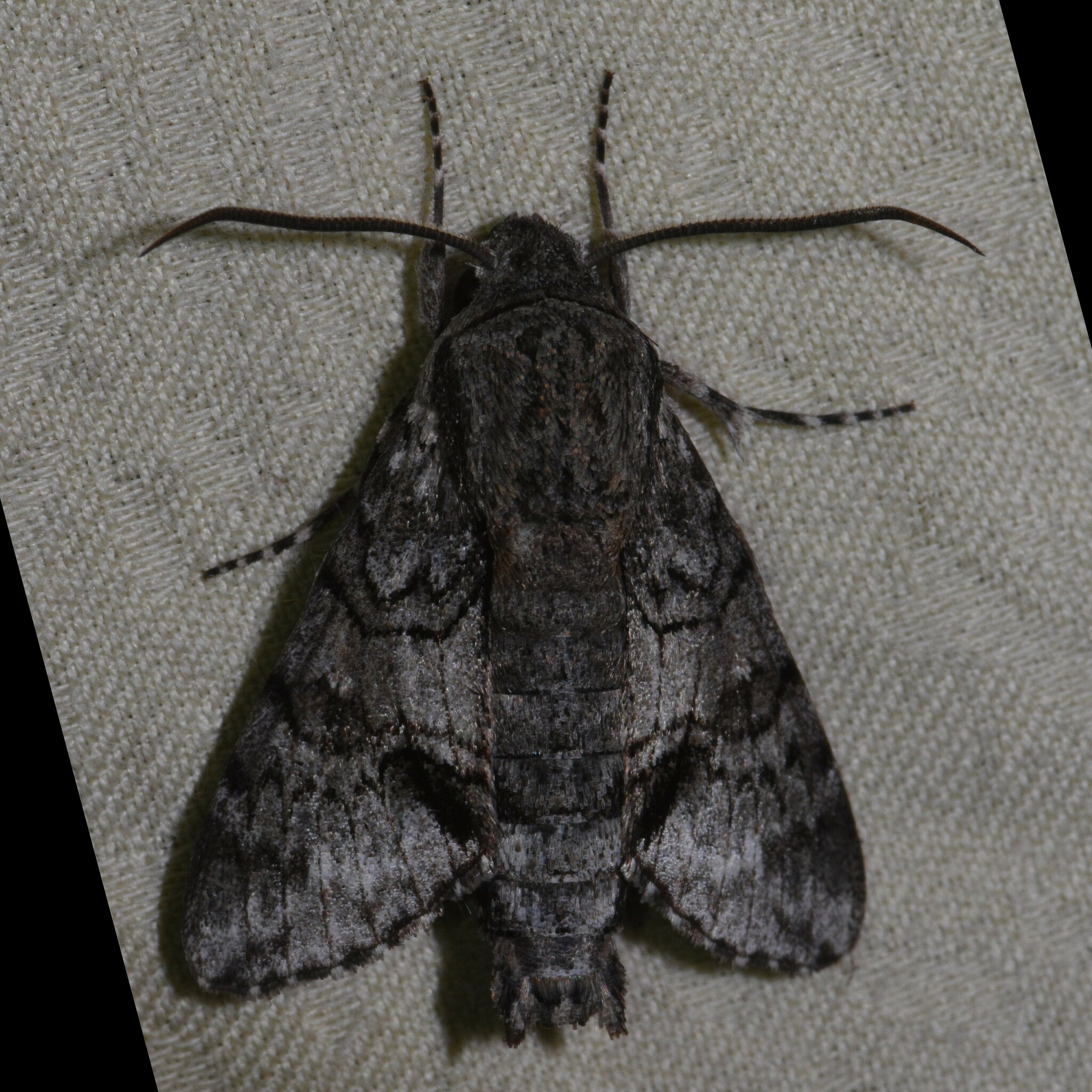 Cautethia Grote, 1865