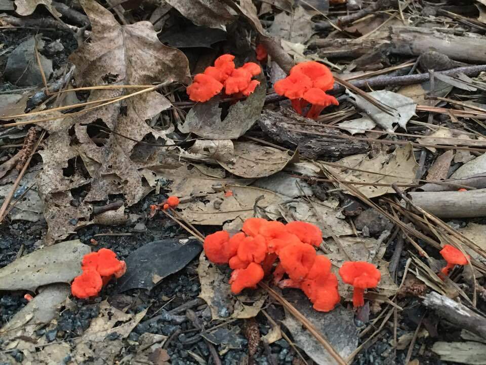Red Chanterelle from Sussex County, DE, USA on September 16, 2017 by ...