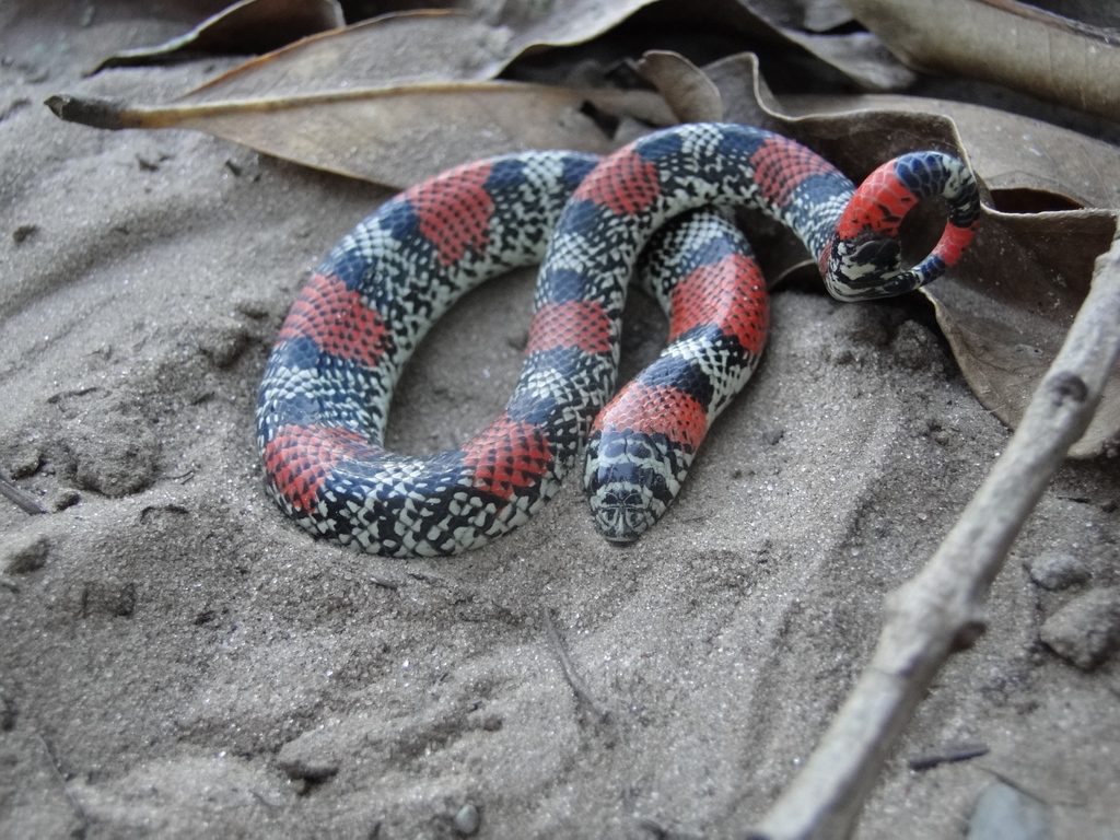 (Xenodon matogrossensis) - Snakes and Lizards