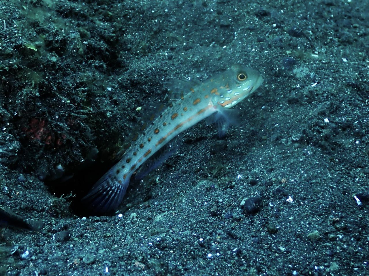 Valenciennea puellaris (Tomiyama, 1956)