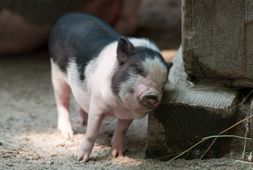 Domestic Pig (Sus scrofa domesticus) - Know Your Mammals