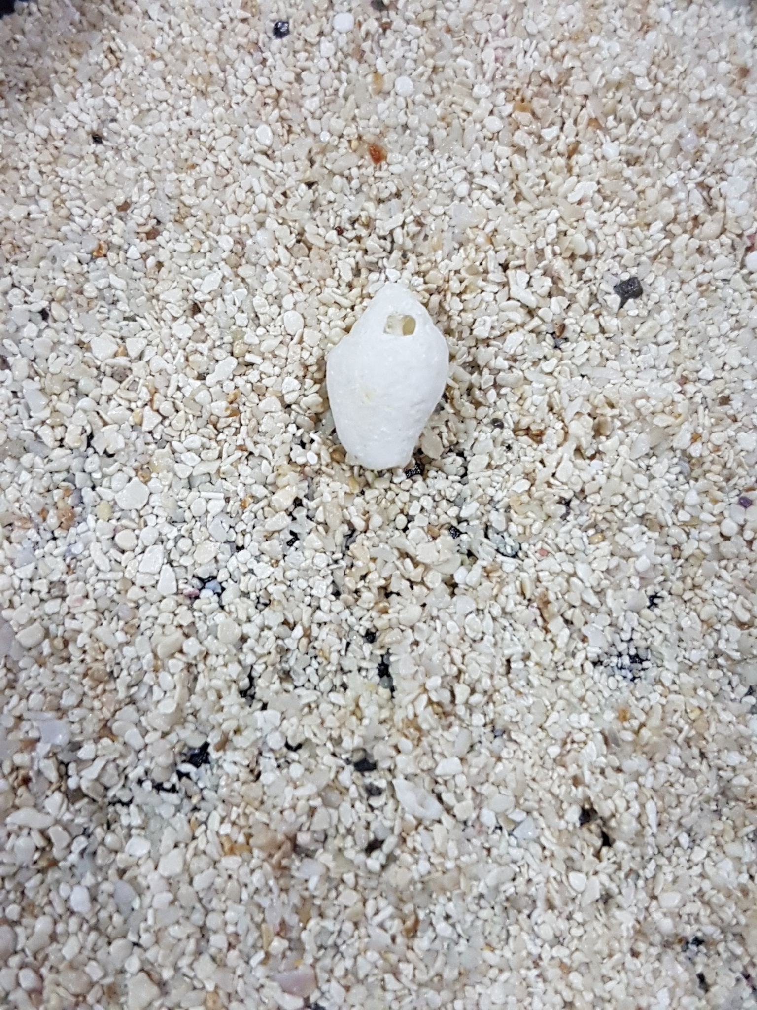 Columbella mercatoria (Linnaeus, 1758)