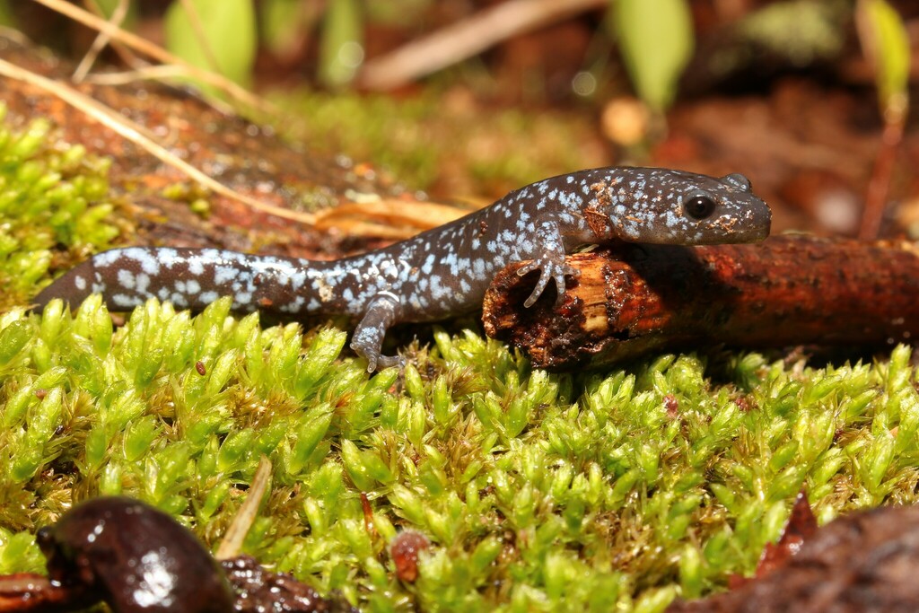 Blue-spotted Salamander in April 2023 by molsdon. Small individual ...