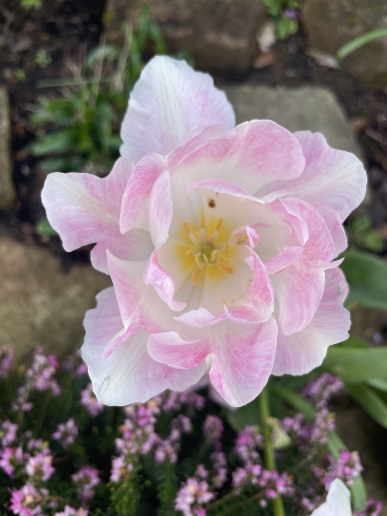 roses from Russet Ave, Nottingham, England, GB on May 5, 2023 at 04:27 ...