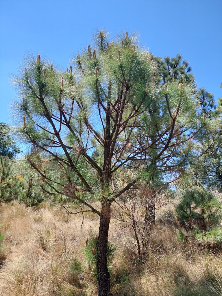 Mexican white pine from 14906 CDMX, México on April 30, 2023 at 11:18 ...