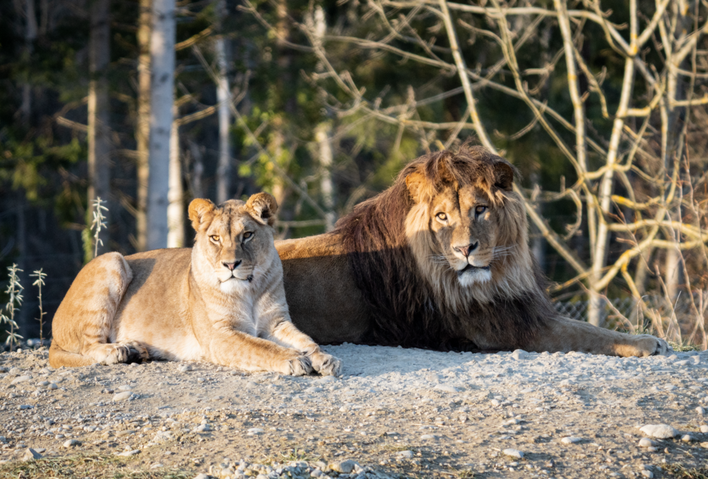 Northern Lion (Panthera leo leo) - Know Your Mammals