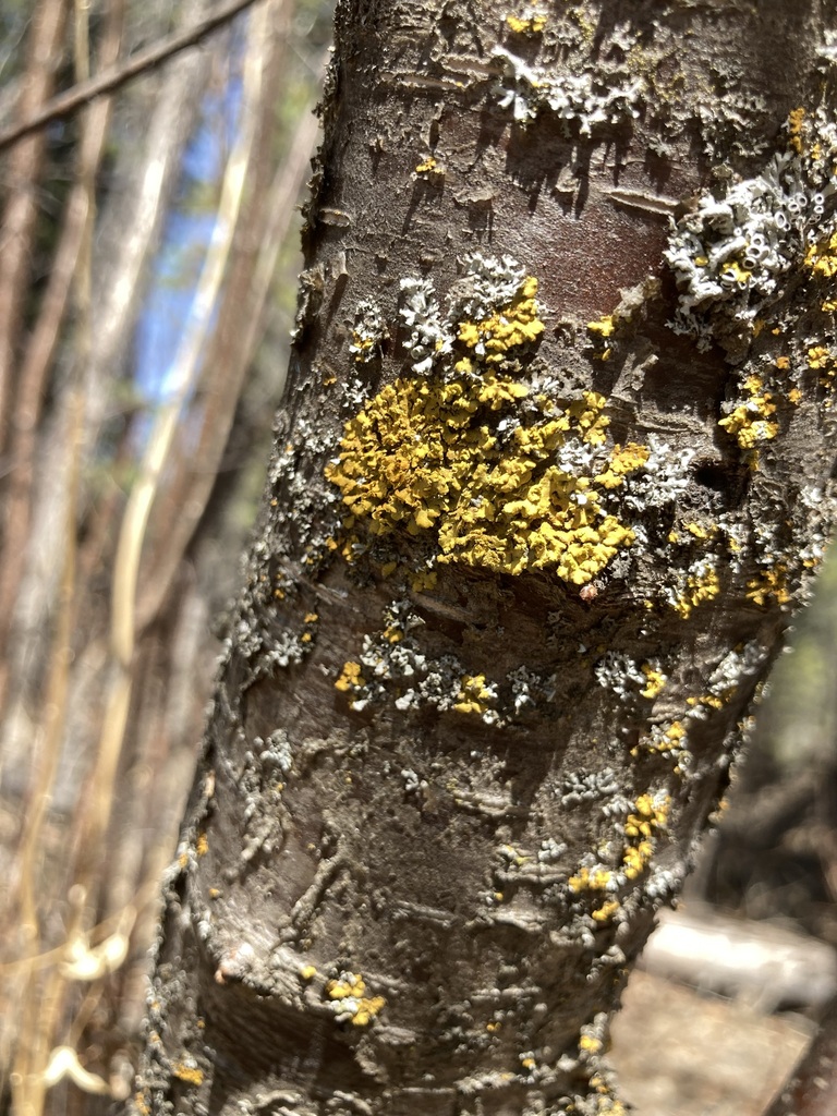 Hooded Sunburst Lichen from Southwest Calgary, Calgary, AB, Canada on ...