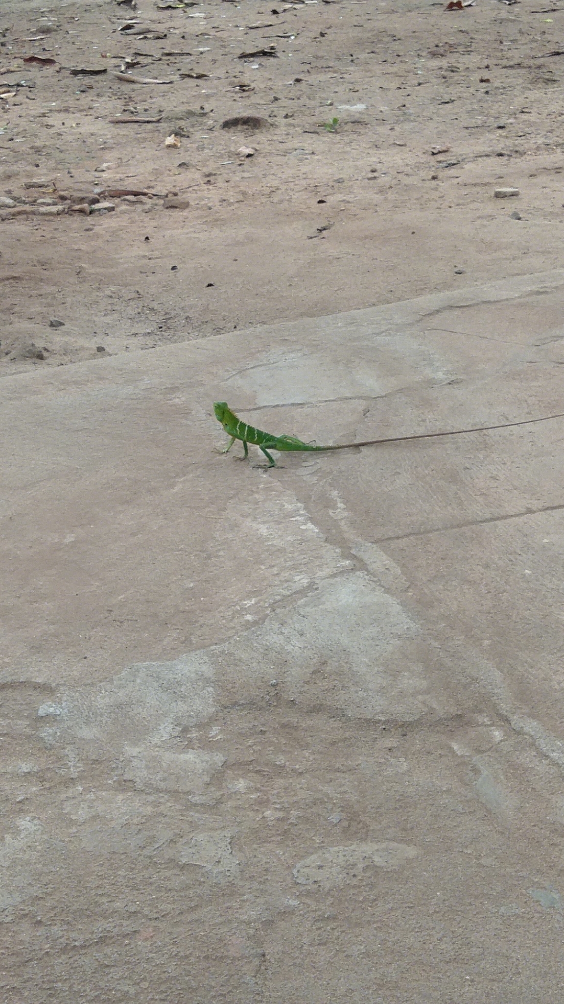 Calotes calotes (Linnaeus, 1758)