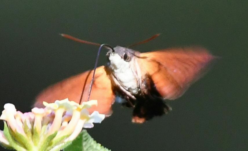 African Hummingbird Hawkmoth from Mantadia, Moramanga District ...
