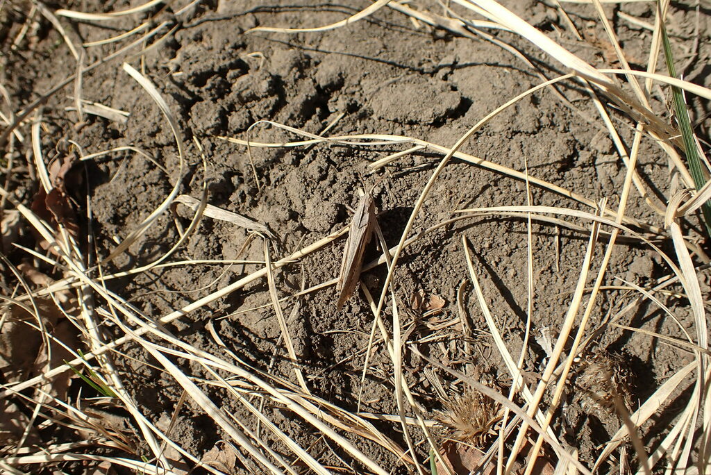 Green-striped Grasshopper from Northwest Calgary, Calgary, AB, Canada ...