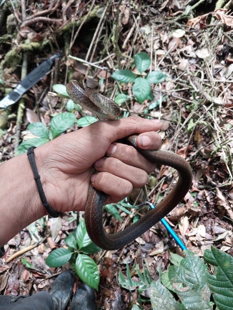 Boddaert's Tropical Racer from Tunapuna/Piarco Regional Corporation ...