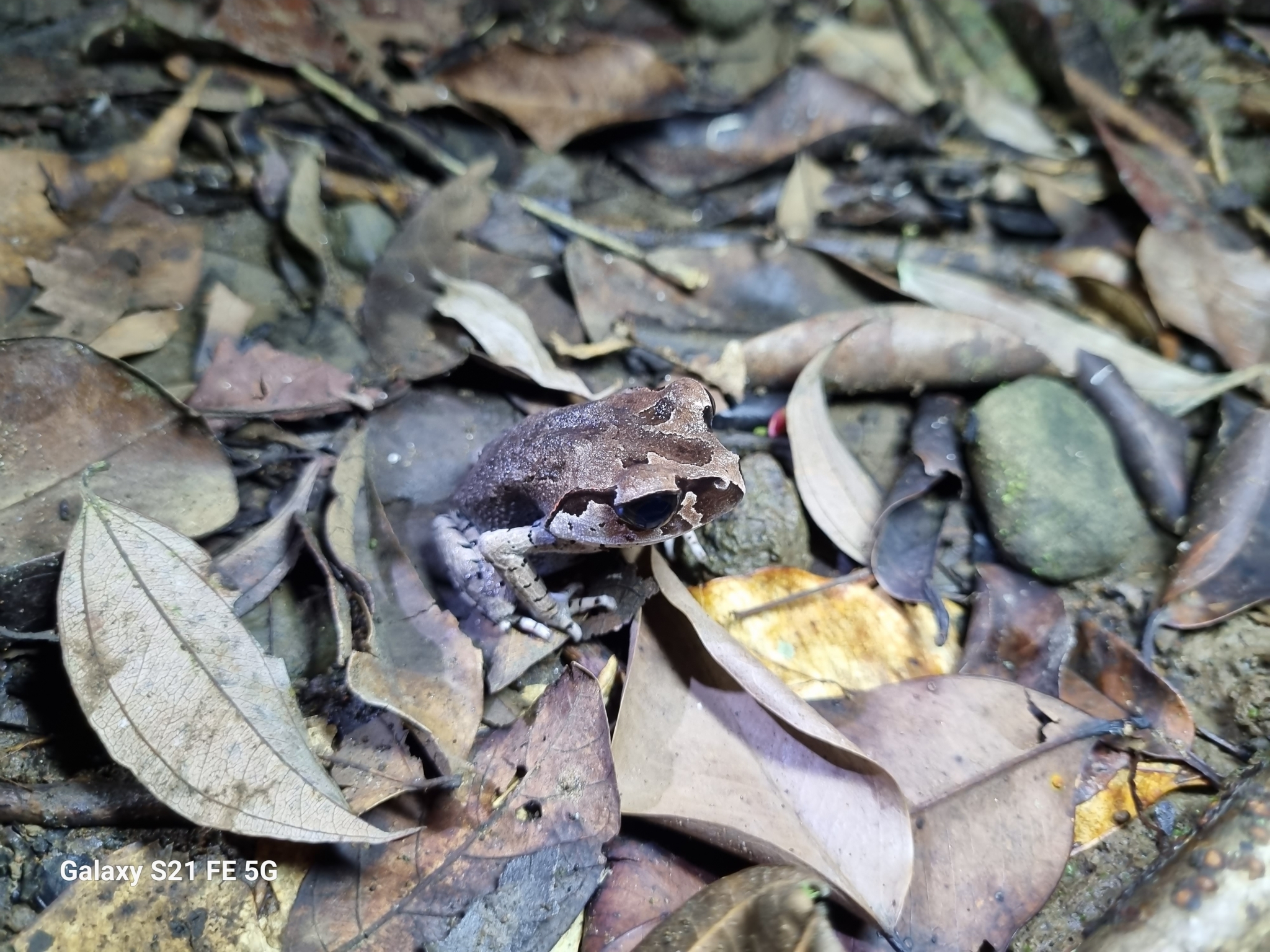 Leptobrachium hasseltii Tschudi, 1838
