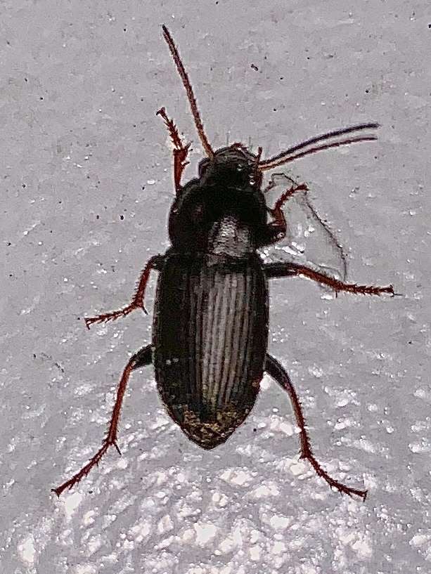 Amphasia sericea from Norris Ln, Elkridge, MD, US on May 3, 2020 at 08: ...