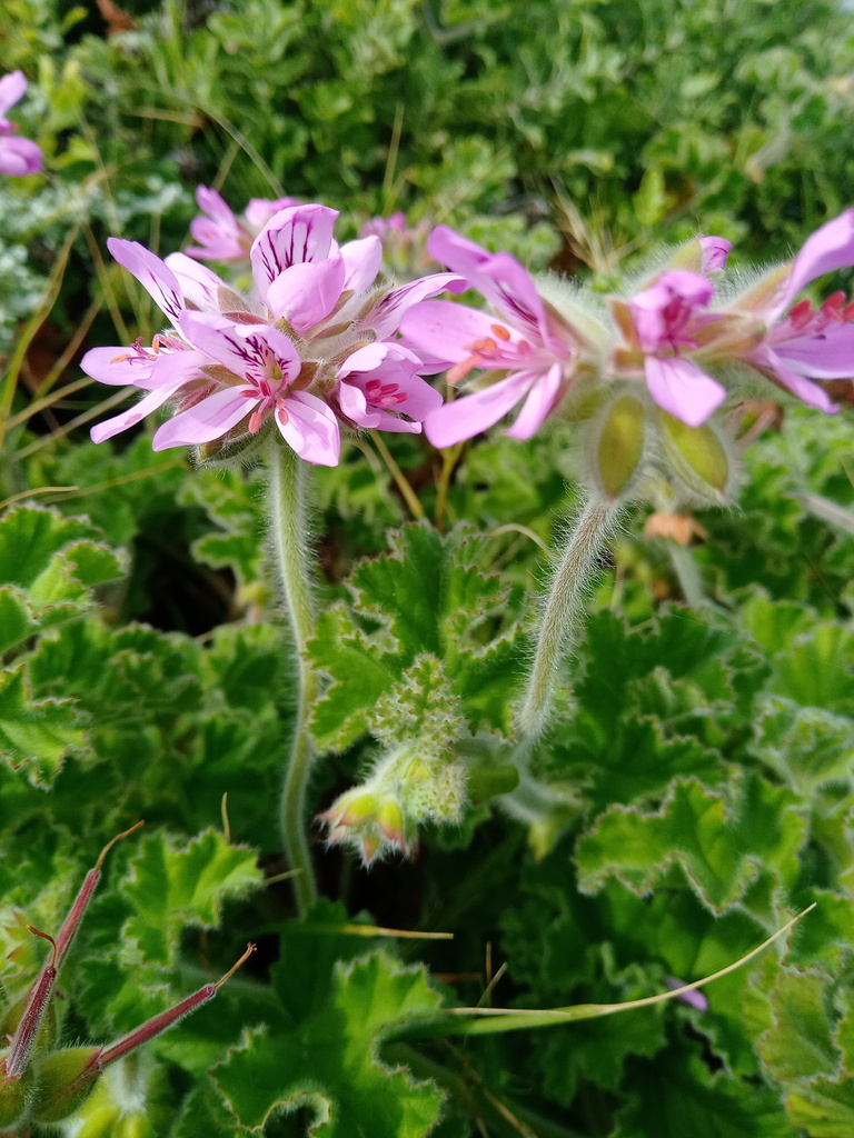 Pelargonium capitatum (Tenerife Plants Aquifoliales, Dipsacales ...