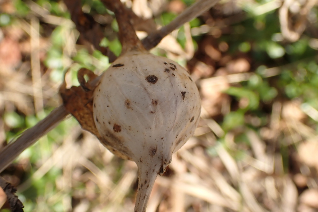 Goldenrod Gall Fly from Southwest Calgary, Calgary, AB, Canada on May ...