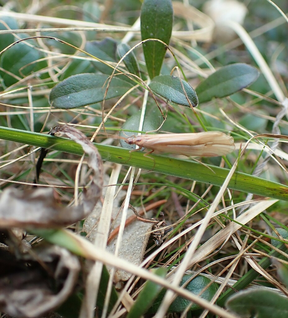 Winged and Once-winged Insects from Southwest Calgary, Calgary, AB ...