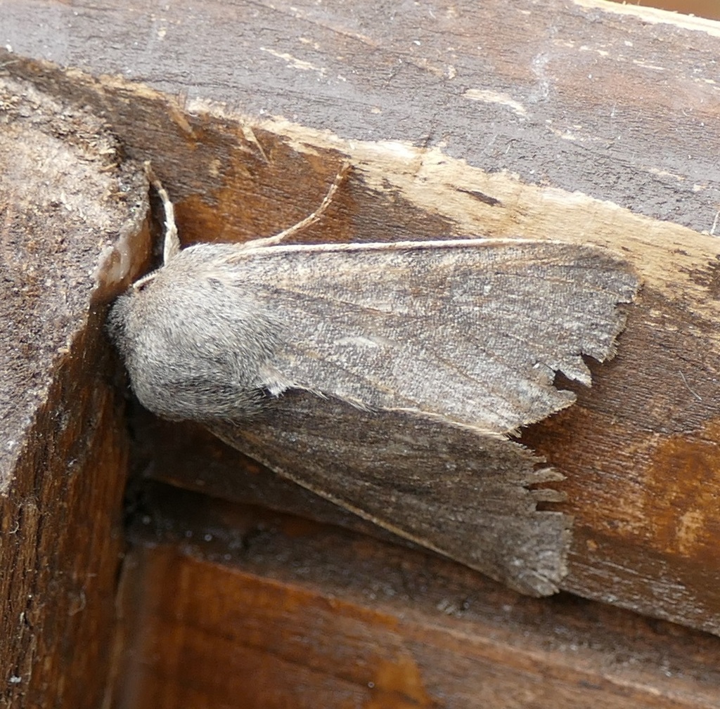Clouded Drab from Tividale, UK on April 29, 2023 at 11:29 AM by grahamw-bcuggp · iNaturalist
